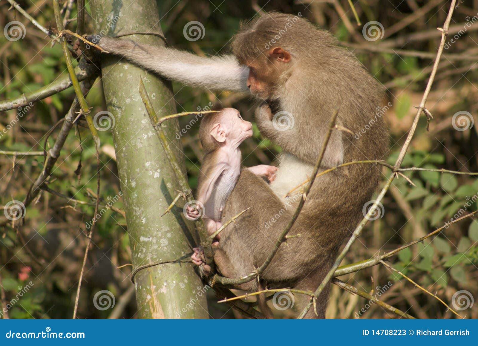 Mother and Baby Monkey stock image. Image of wayanad - 14708223