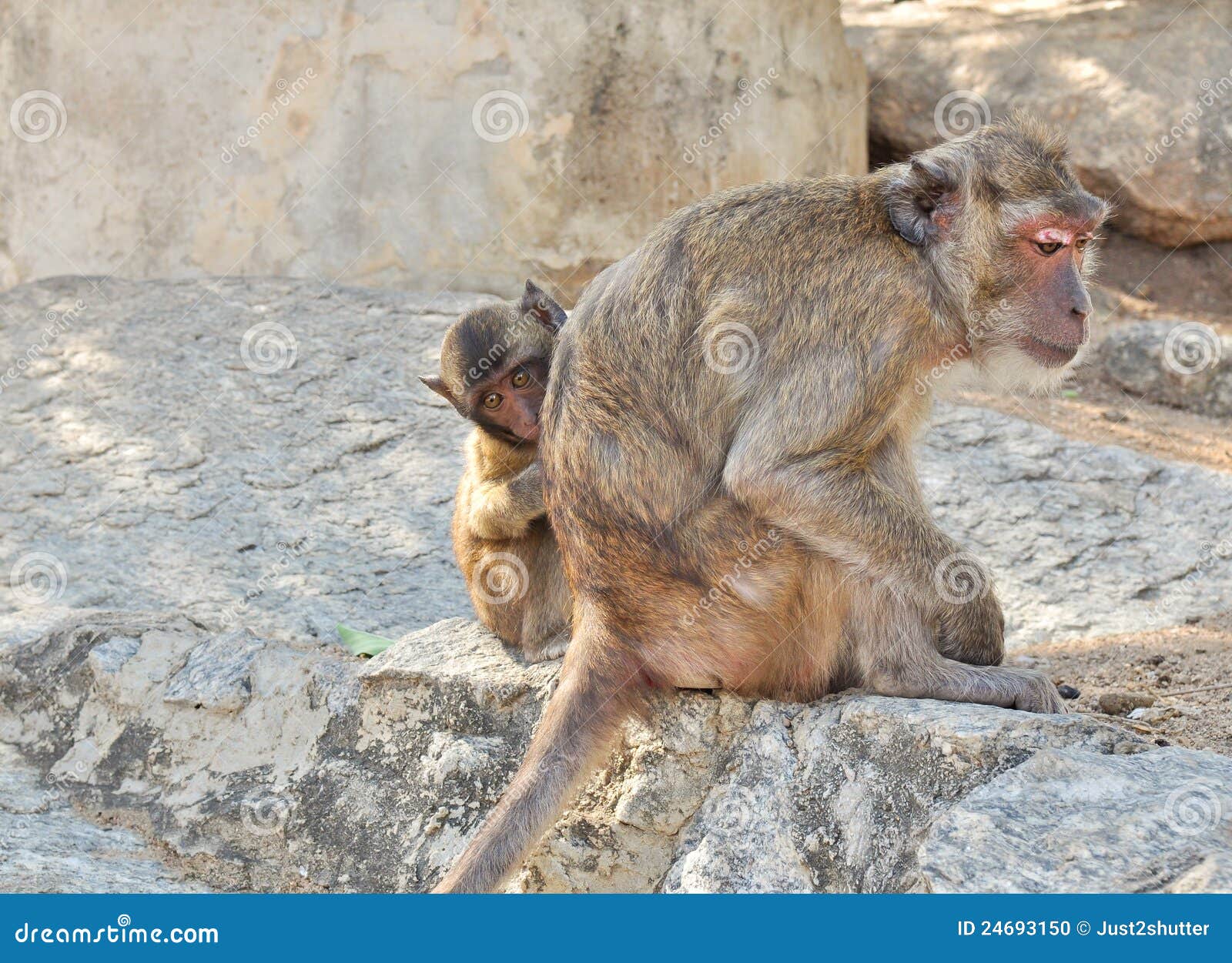 Mother and baby monkey stock photo. Image of primate - 24693150
