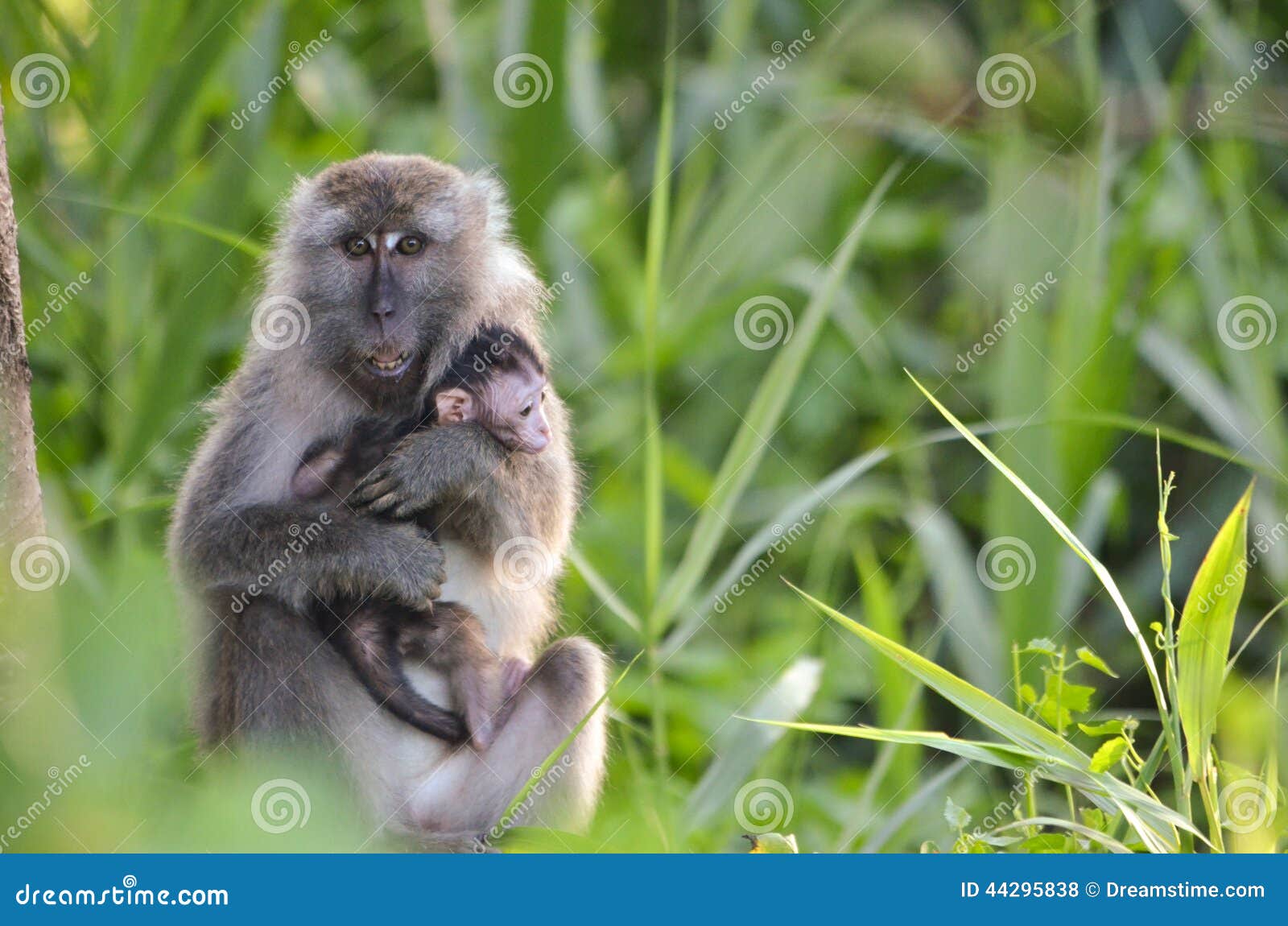 Mother and baby monkey stock photo. Image of tropical - 44295838