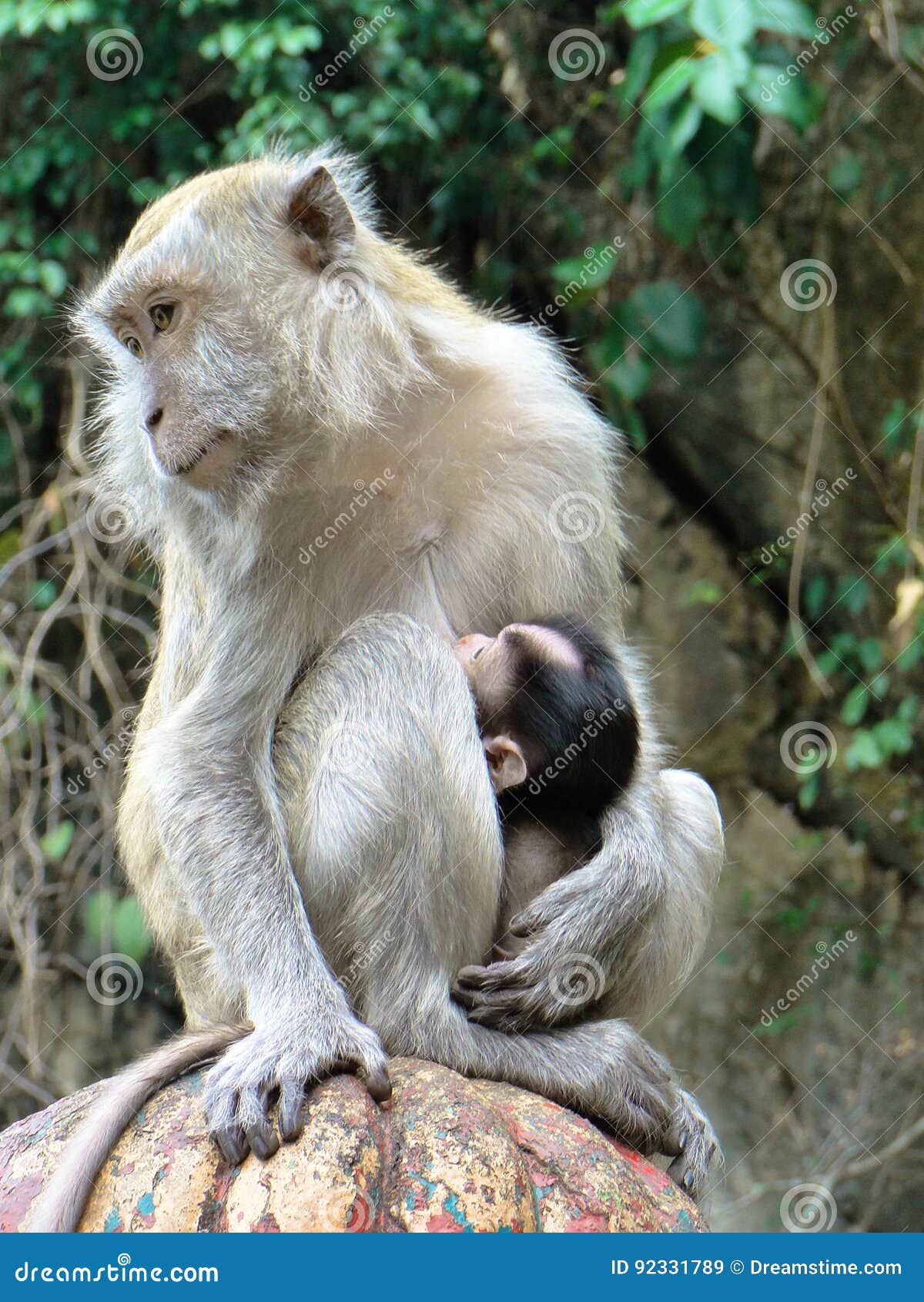 Mother and Baby Monkey 2 stock image. Image of ledge - 92331789