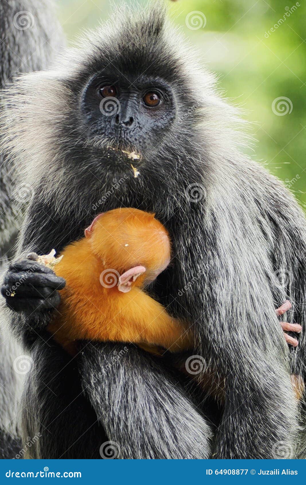 Mother and baby monkey stock image. Image of happy, love - 64908877