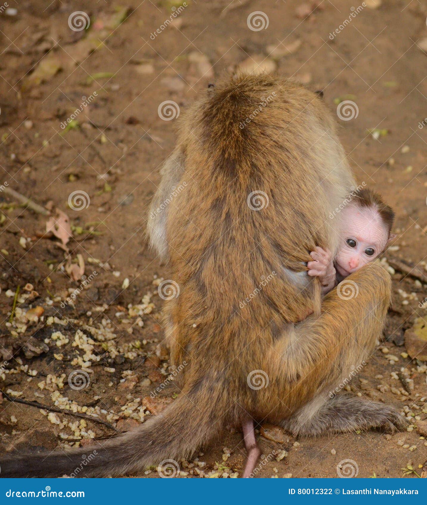 Mother and baby monkey stock photo. Image of monkeys - 80012322