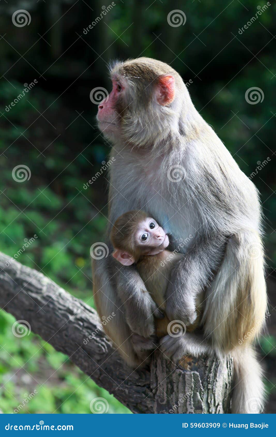 Mother and baby monkey stock image. Image of forest, field - 59603909
