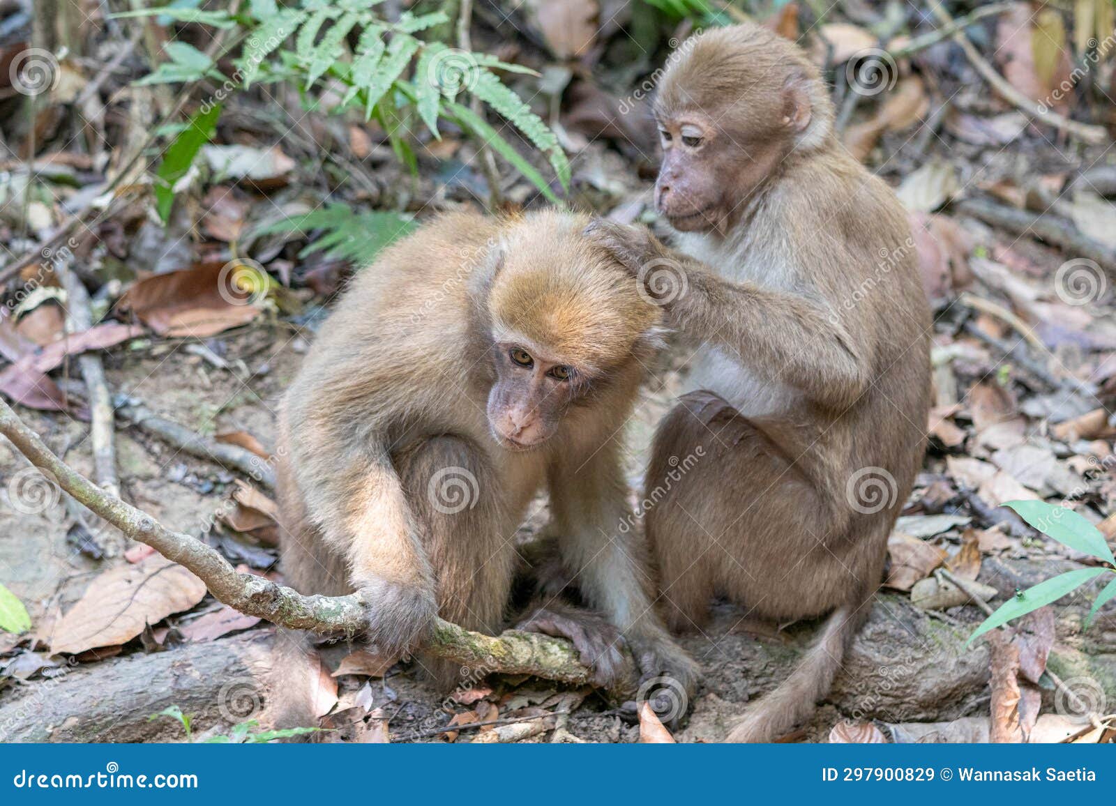 Mother and Baby Monkey on Tree in Monkey Forest Stock Image - Image of ...