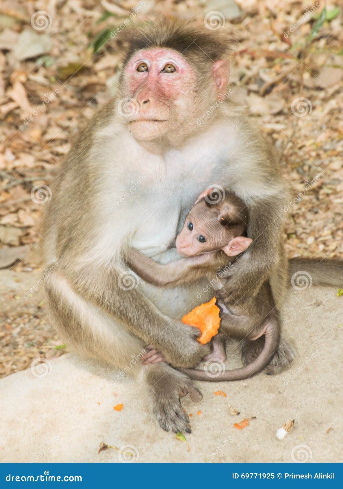 Mother and Baby Monkey View Stock Image - Image of strong, resting ...