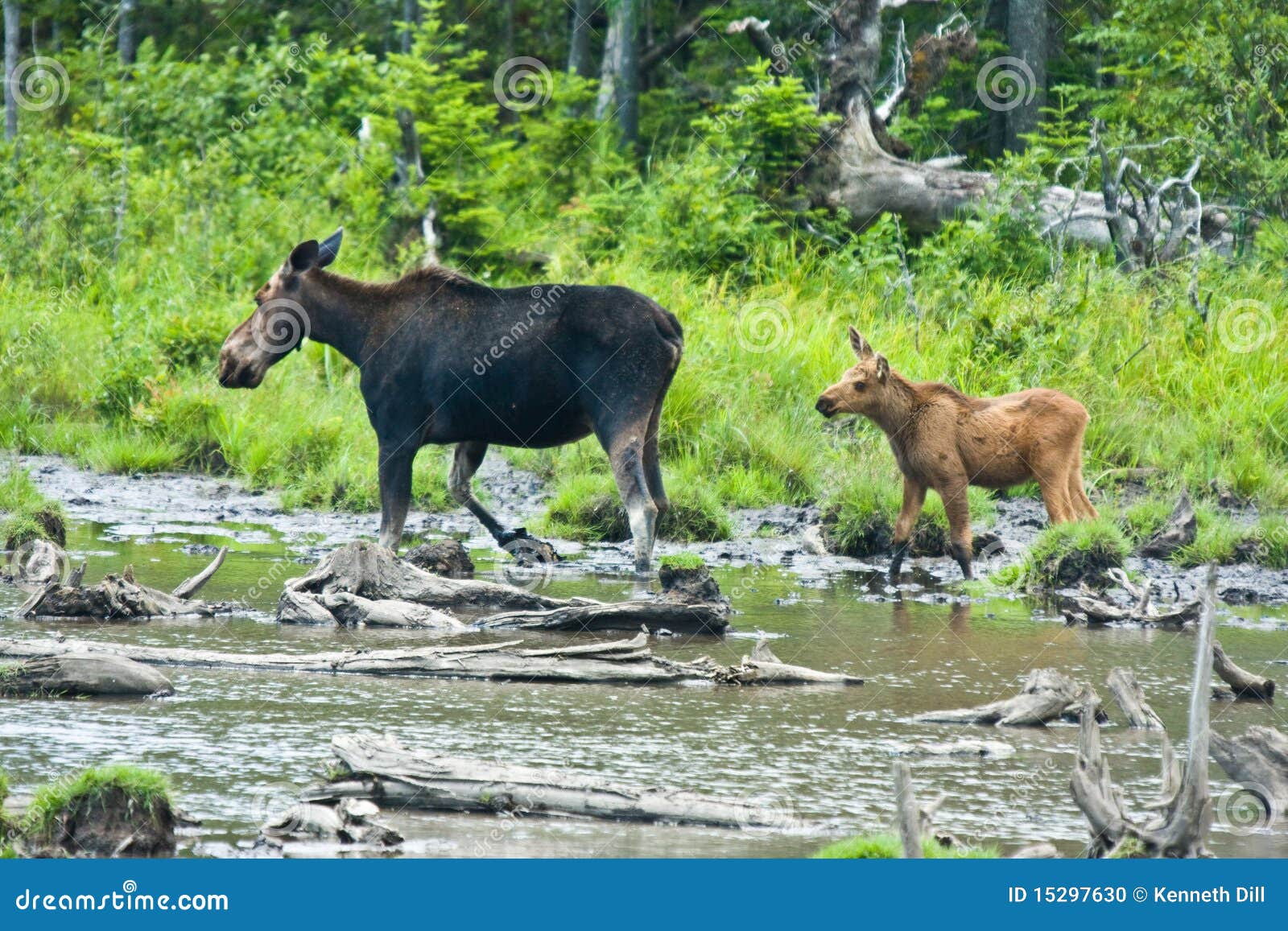 Mother and baby moose stock photo. Image of feeding, moose - 15297630
