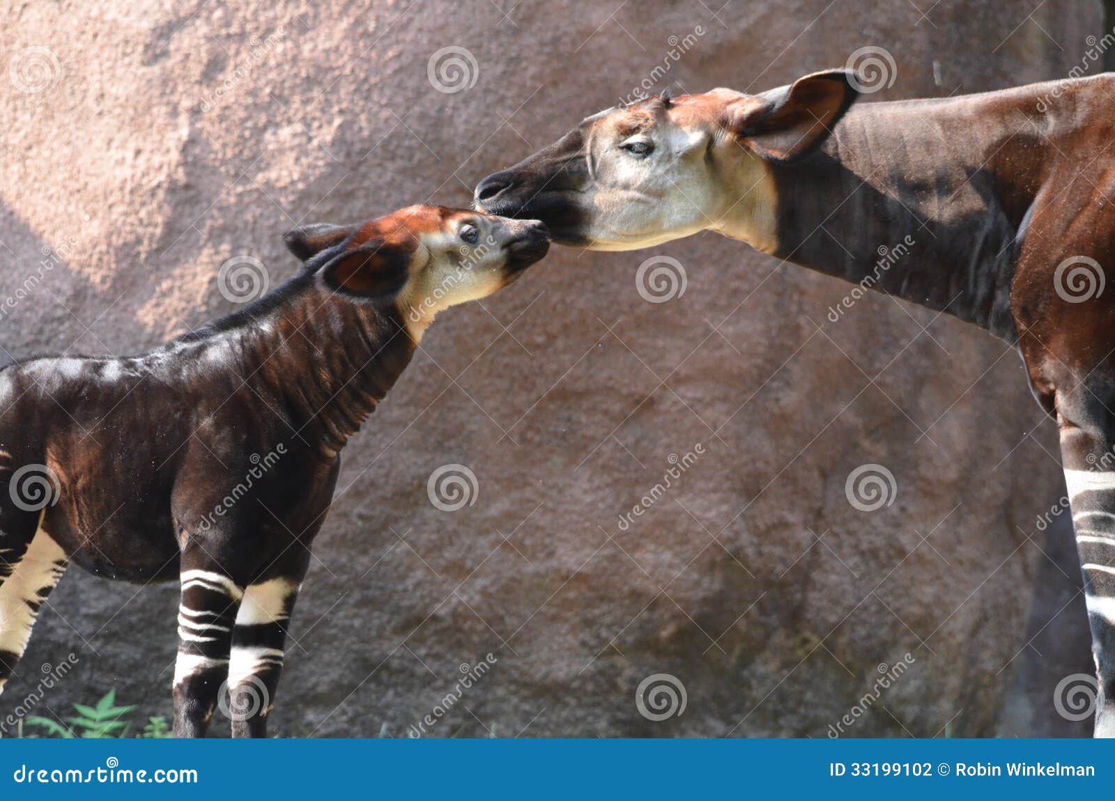 Mother and baby okapi stock photo. Image of head, brown - 33199102