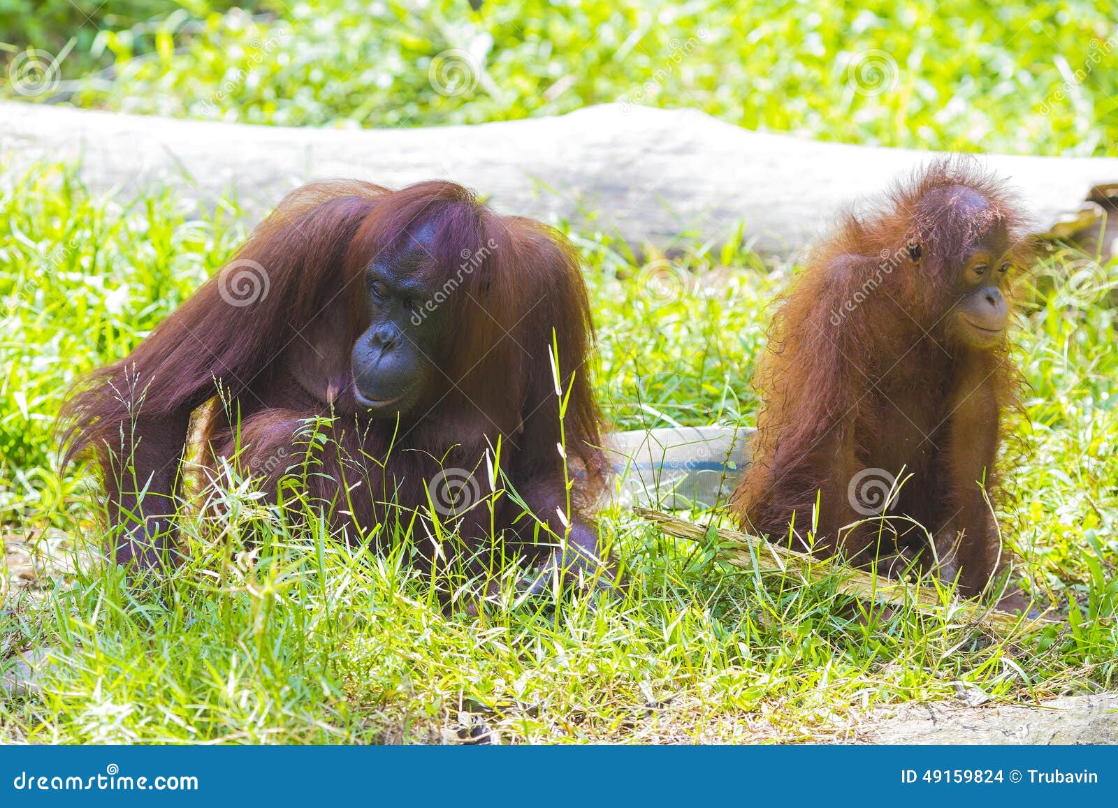 Mother and baby orangutans stock photo. Image of wild - 49159824