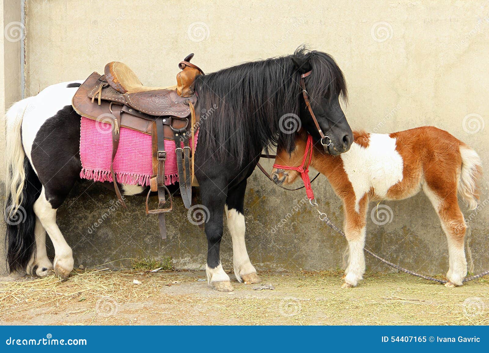 Baby Ponies Pictures