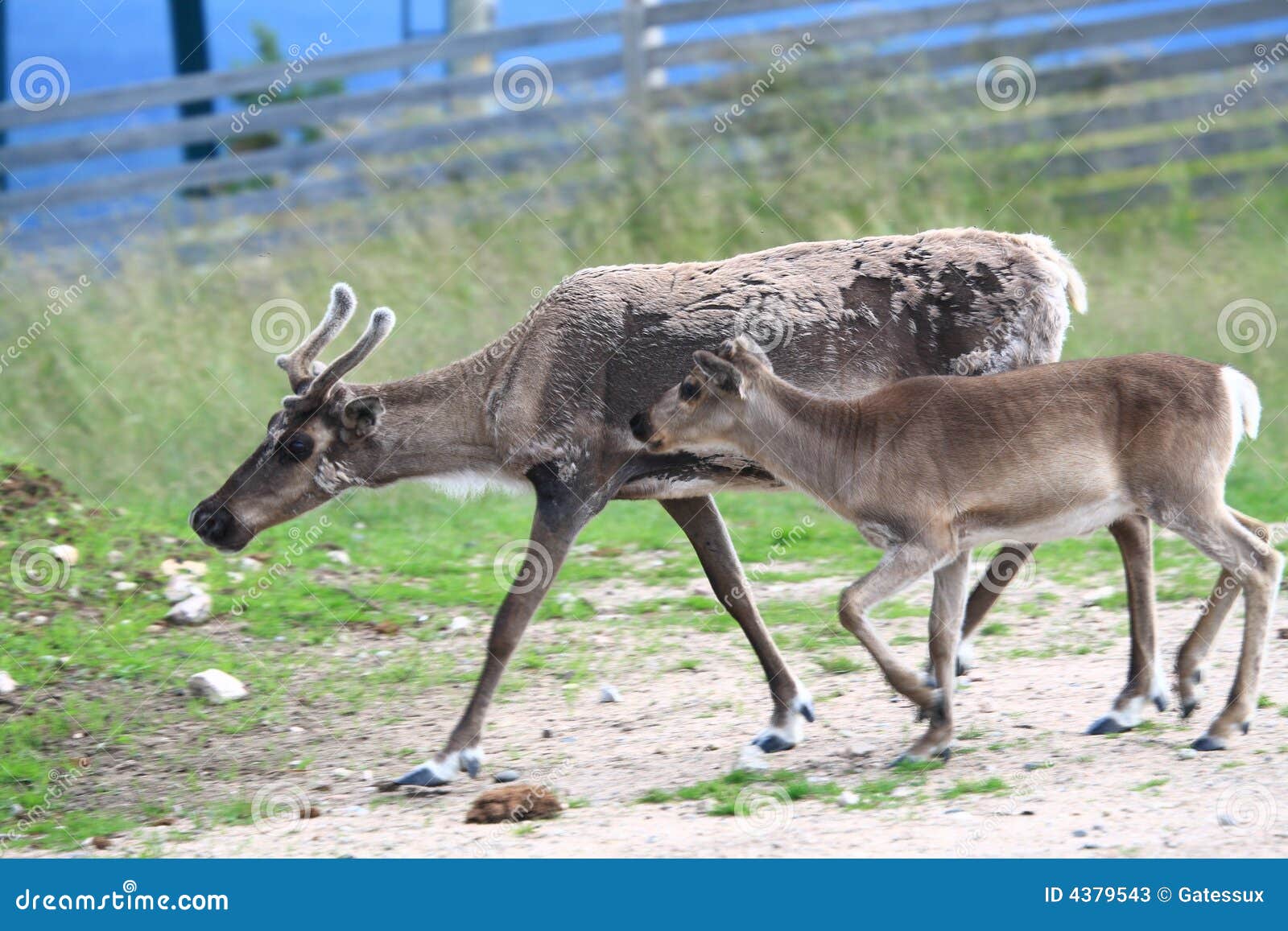 Mother and Baby Reindeer stock image. Image of cervidae - 4379543