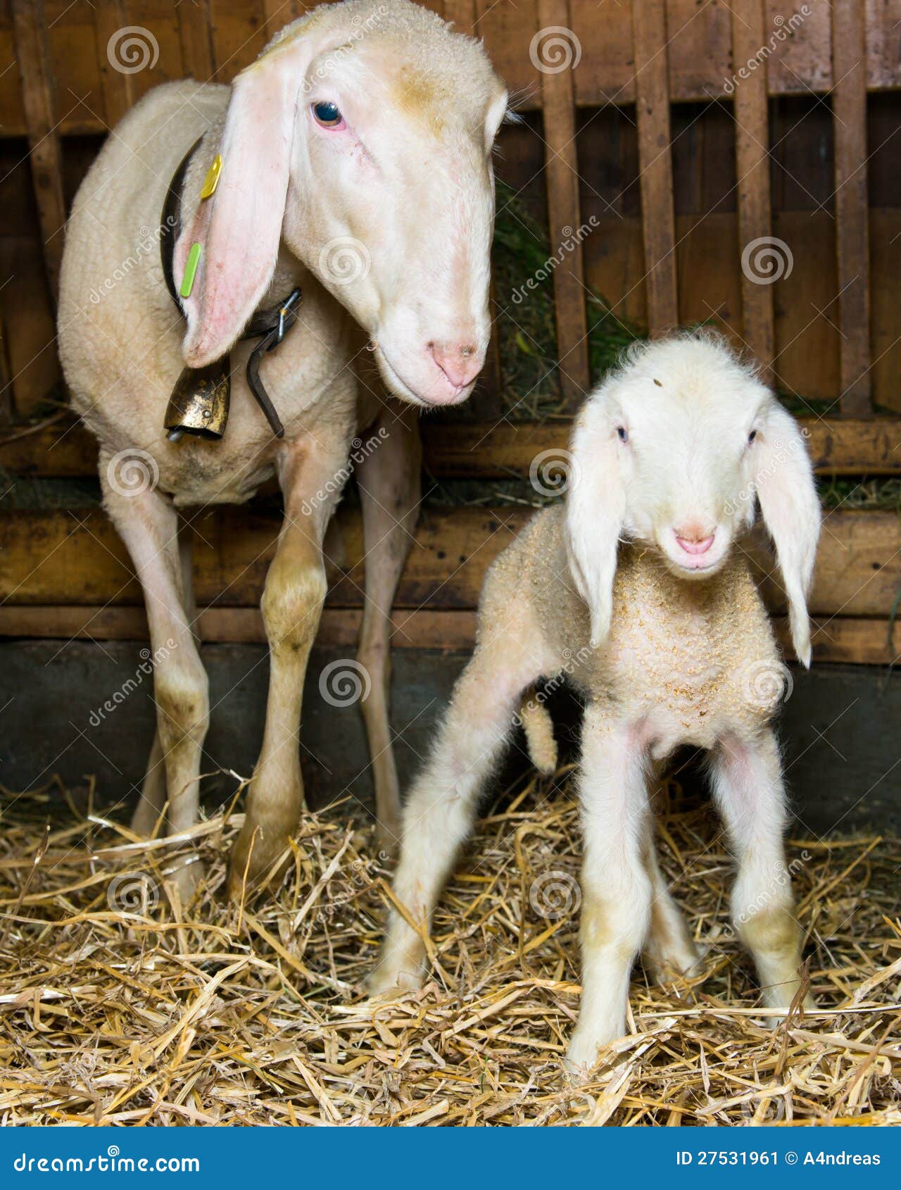 Mother and Baby Sheep Standing in Barn Stock Image - Image of mammal ...