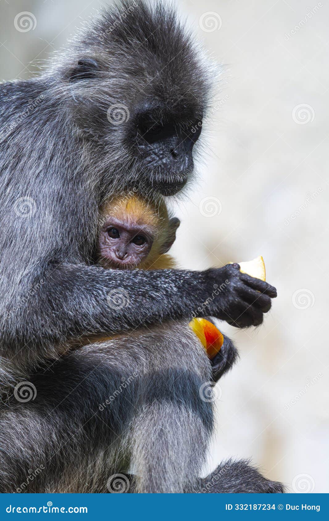 Mother and Baby Silver Langur (Trachypithecus Cristatus ...