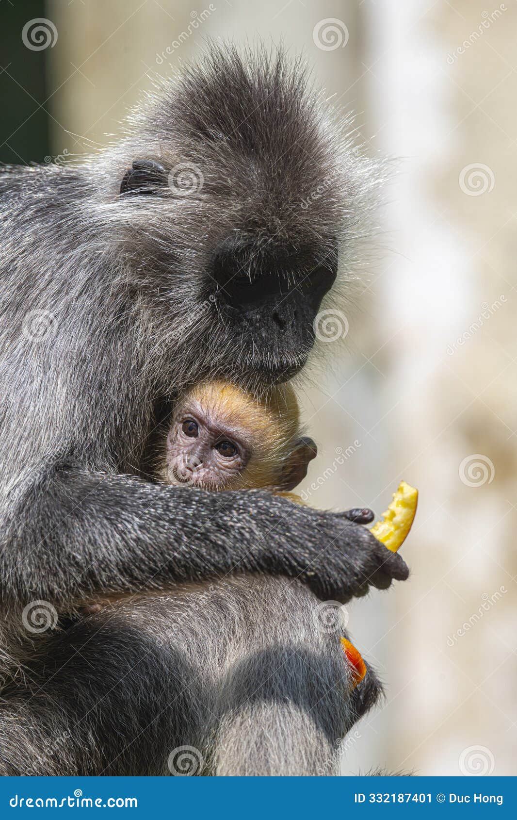 Mother and Baby Silver Langur (Trachypithecus Cristatus ...