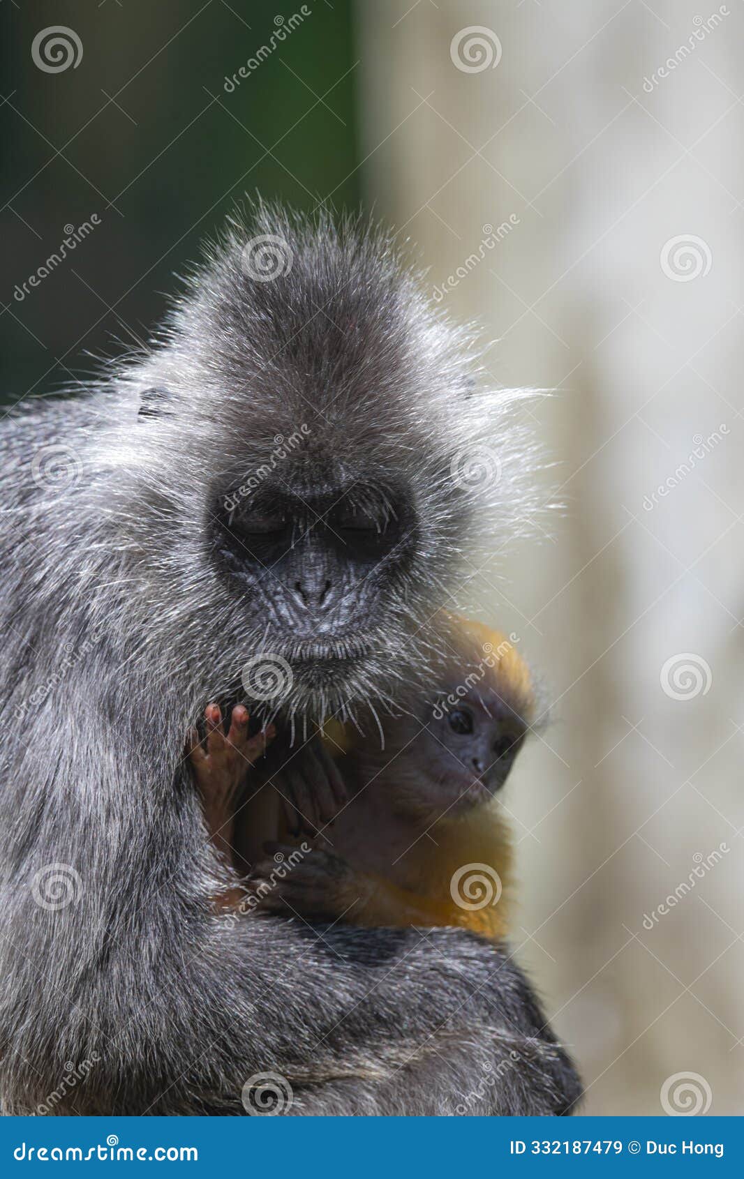 Mother and Baby Silver Langur (Trachypithecus Cristatus ...
