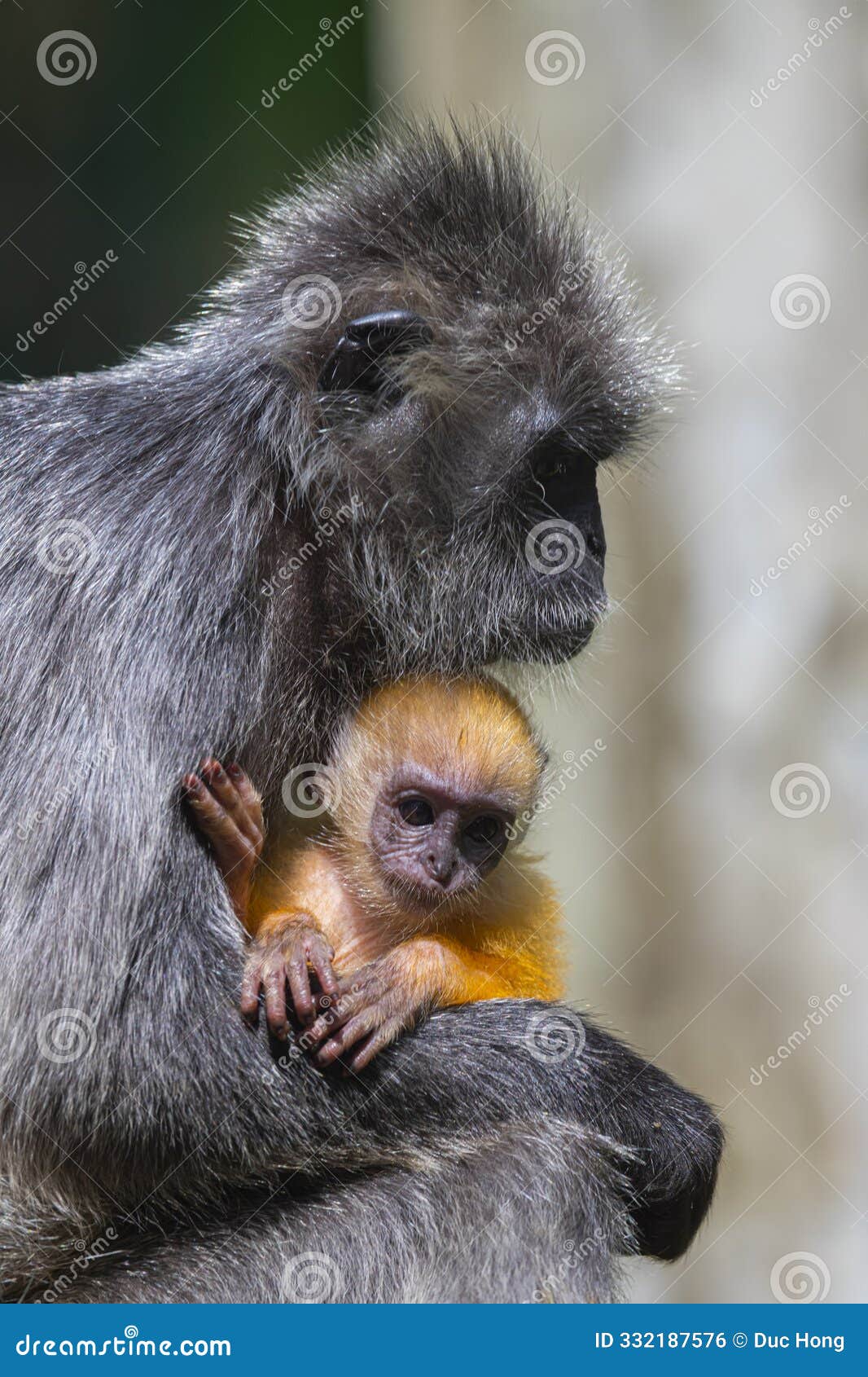 Mother and Baby Silver Langur (Trachypithecus Cristatus ...