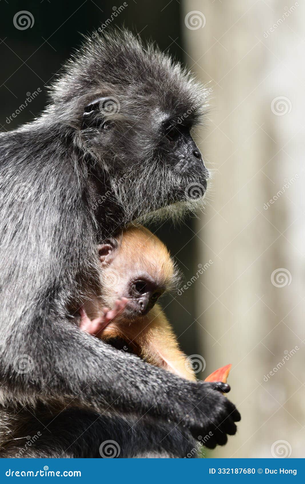 Mother and Baby Silver Langur (Trachypithecus Cristatus ...