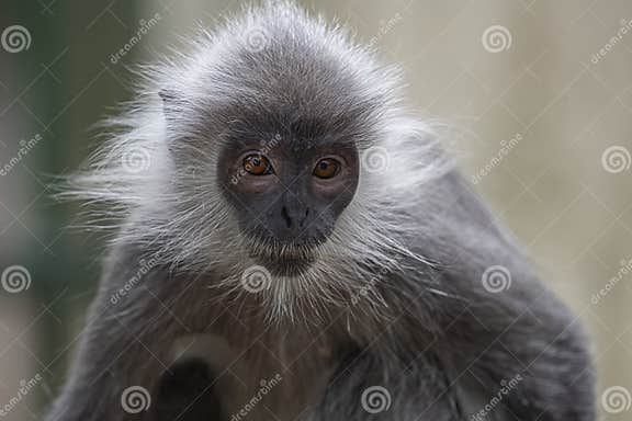 Mother and Baby Silver Langur (Trachypithecus Cristatus ...