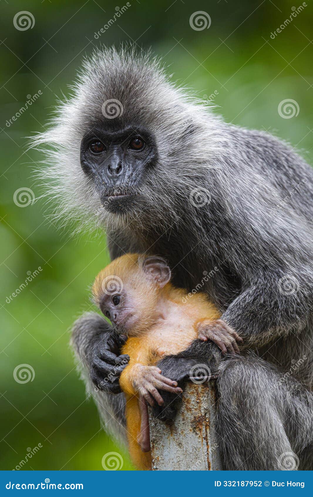 Mother and Baby Silver Langur (Trachypithecus Cristatus ...