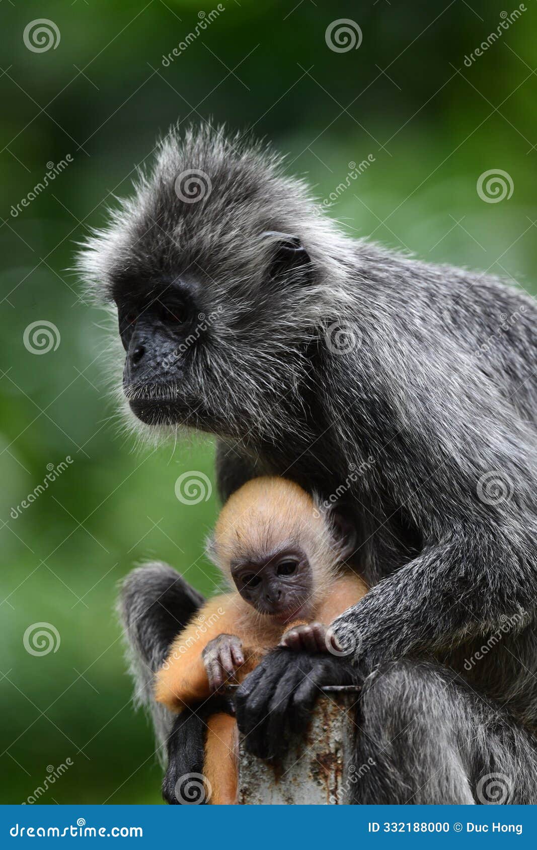Mother and Baby Silver Langur (Trachypithecus Cristatus ...