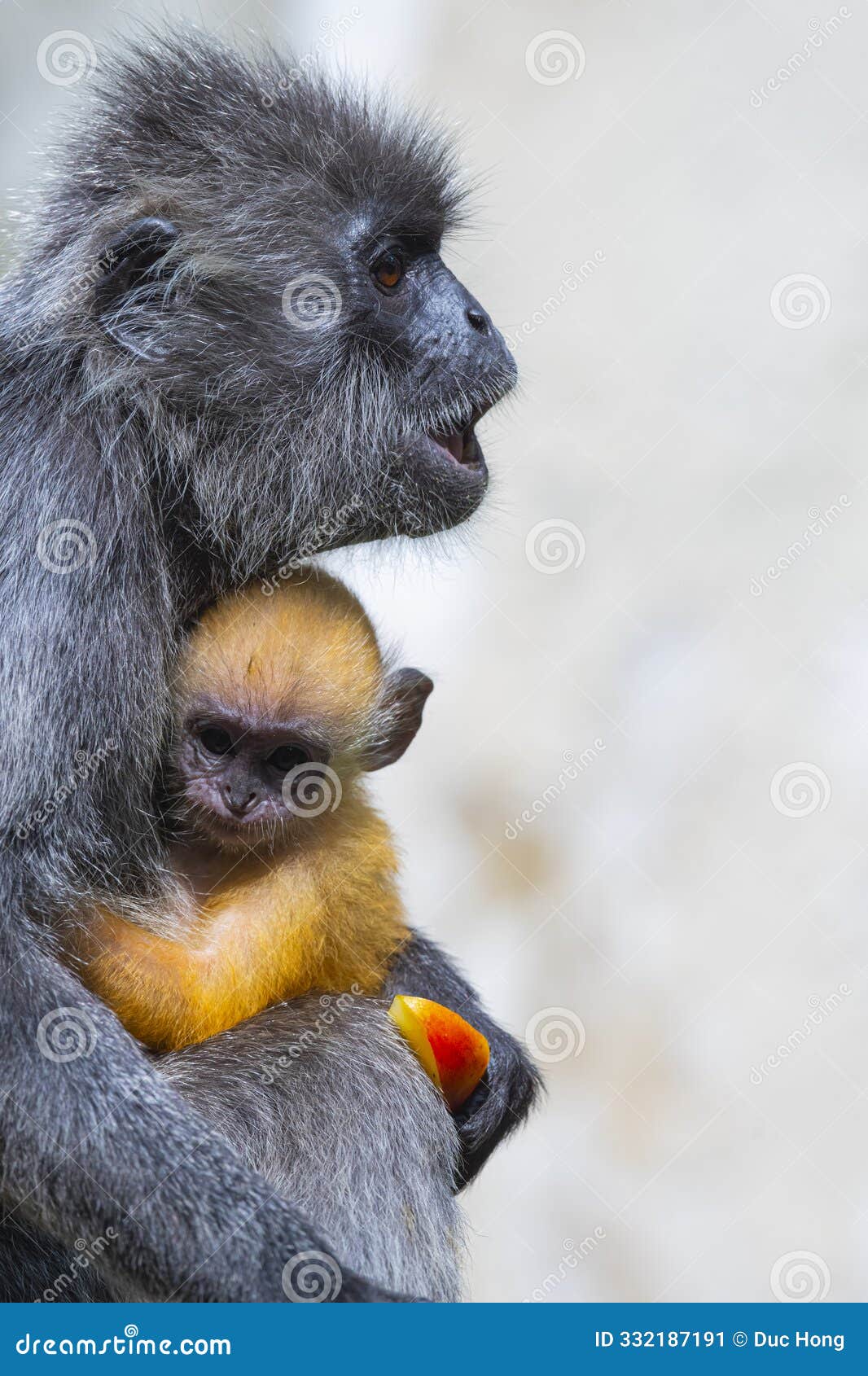 Mother and Baby Silver Langur (Trachypithecus Cristatus ...
