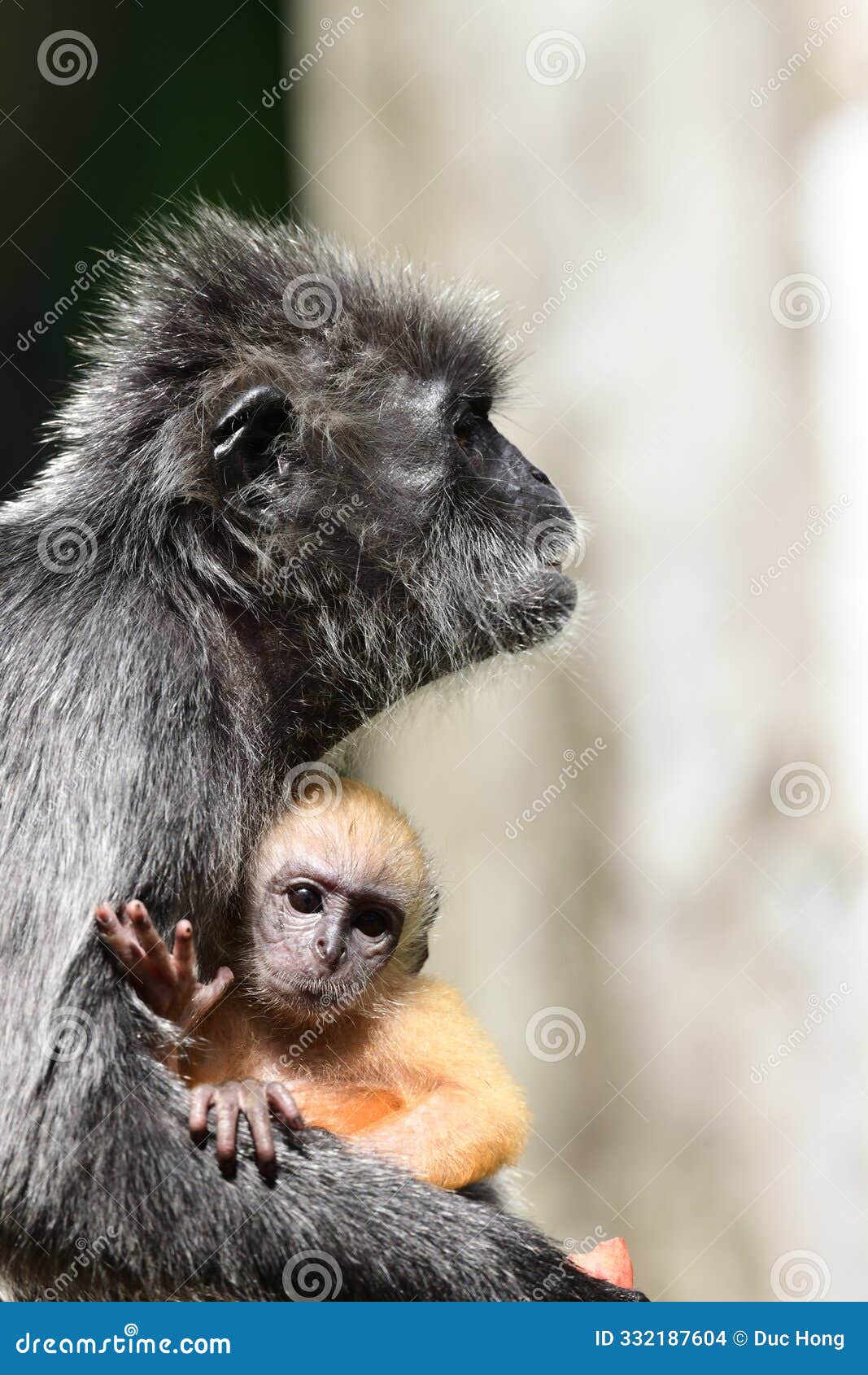 Mother and Baby Silver Langur (Trachypithecus Cristatus ...