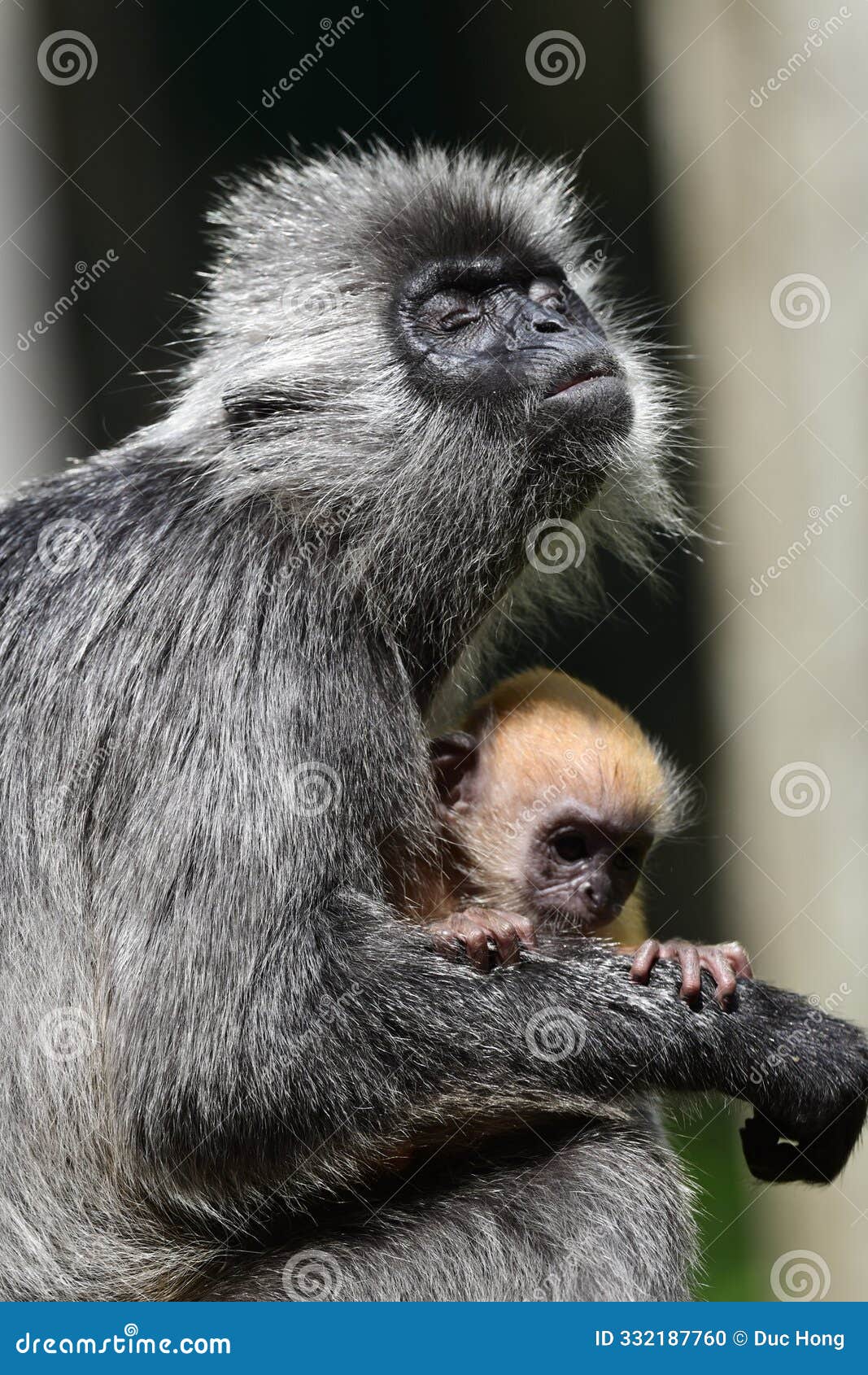 Mother and Baby Silver Langur (Trachypithecus Cristatus ...