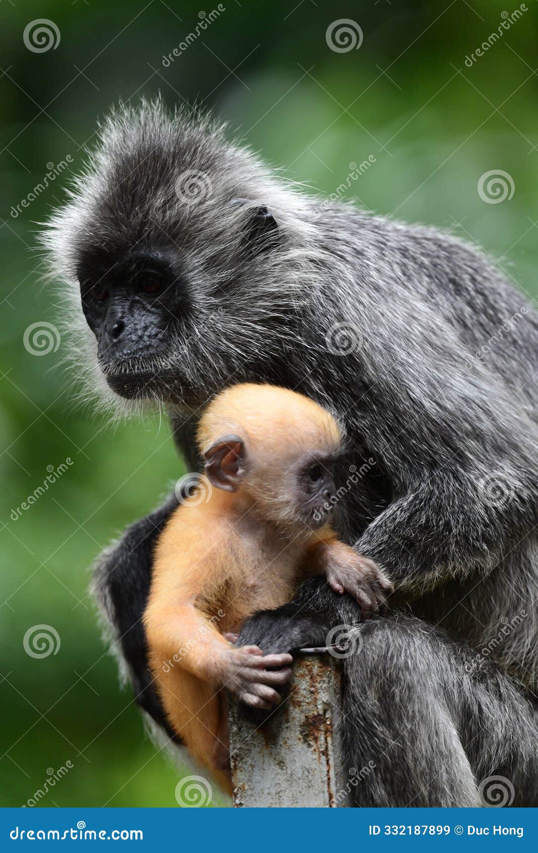 Mother and Baby Silver Langur (Trachypithecus Cristatus ...