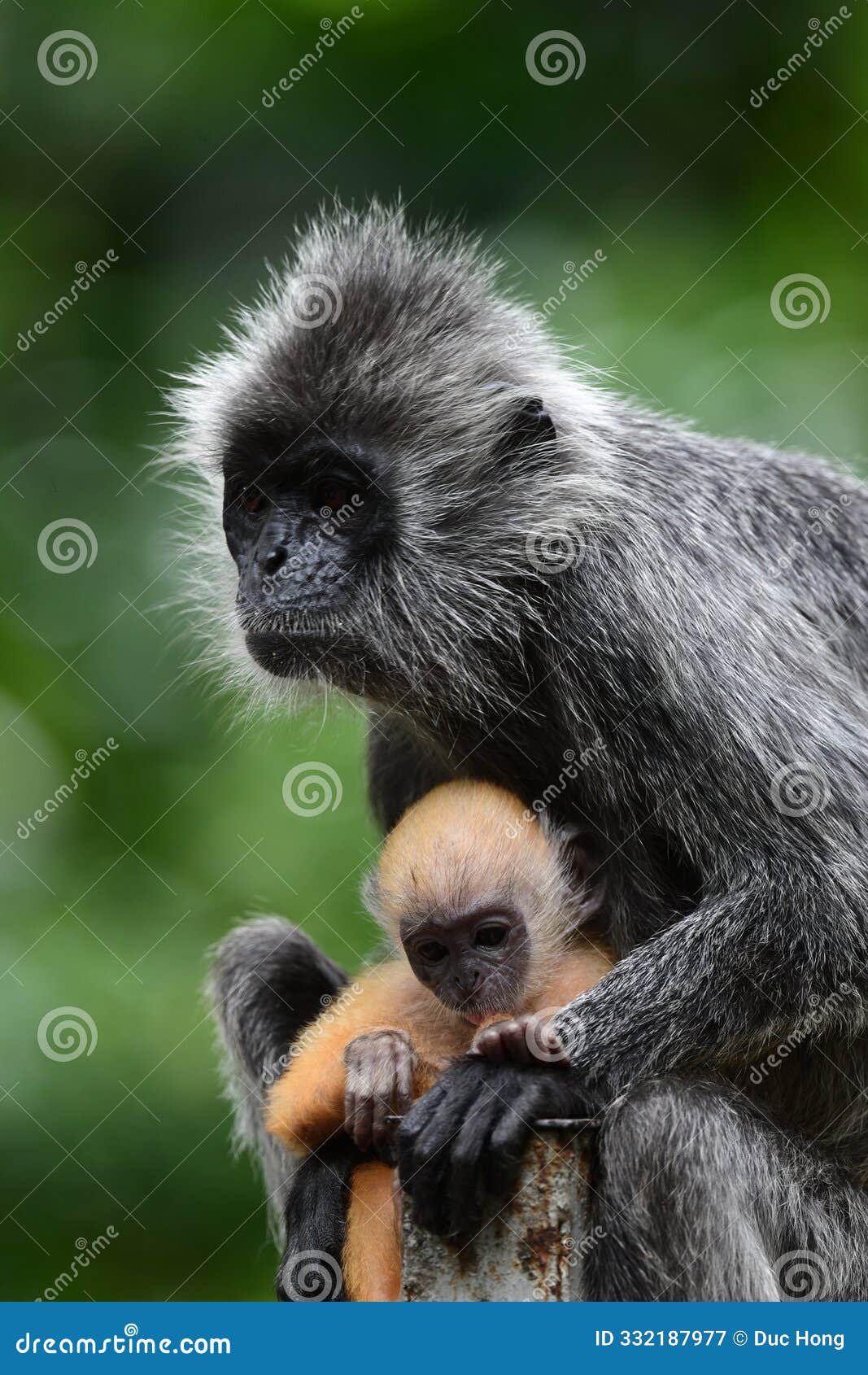 Mother and Baby Silver Langur (Trachypithecus Cristatus ...