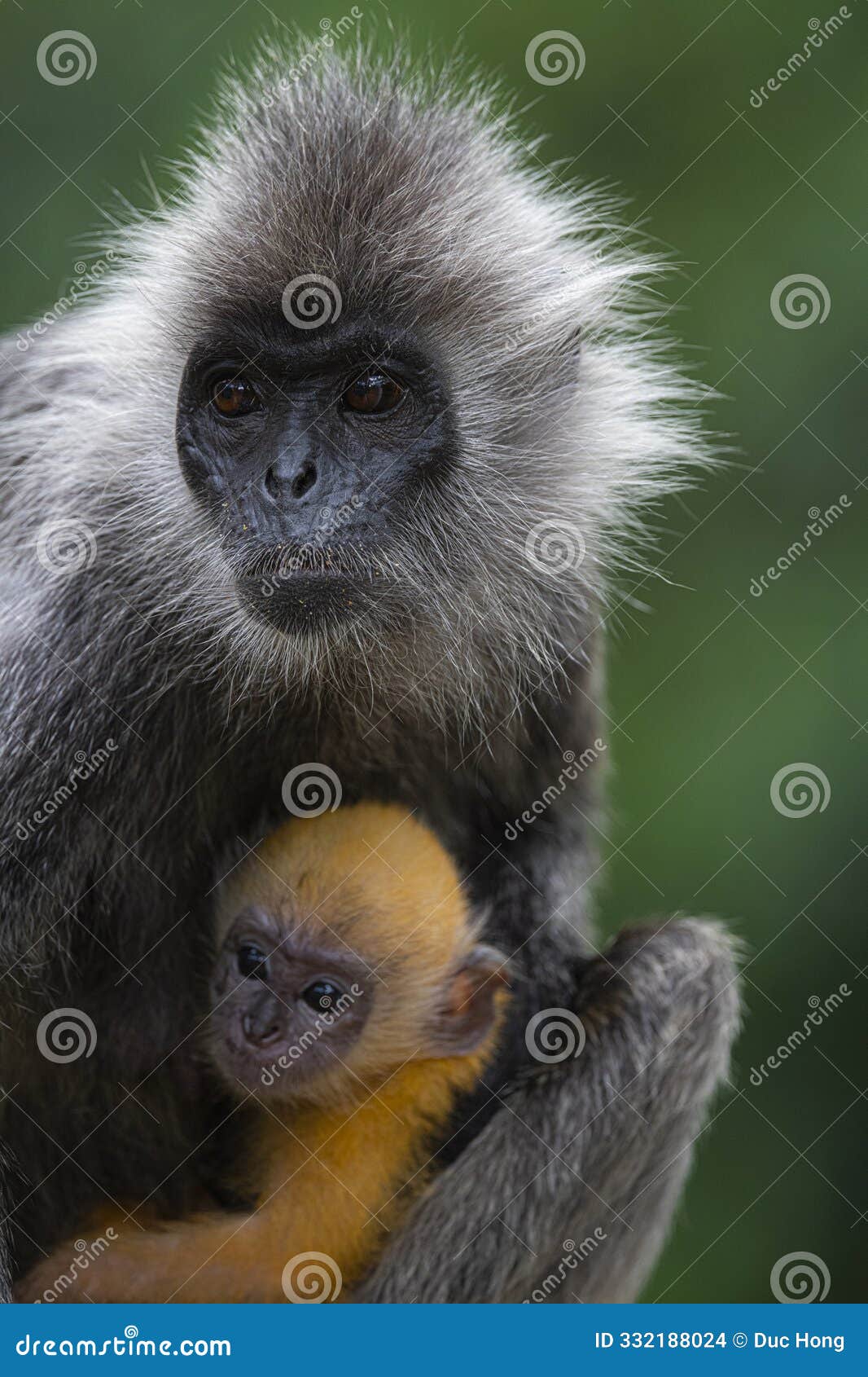 Mother and Baby Silver Langur (Trachypithecus Cristatus ...