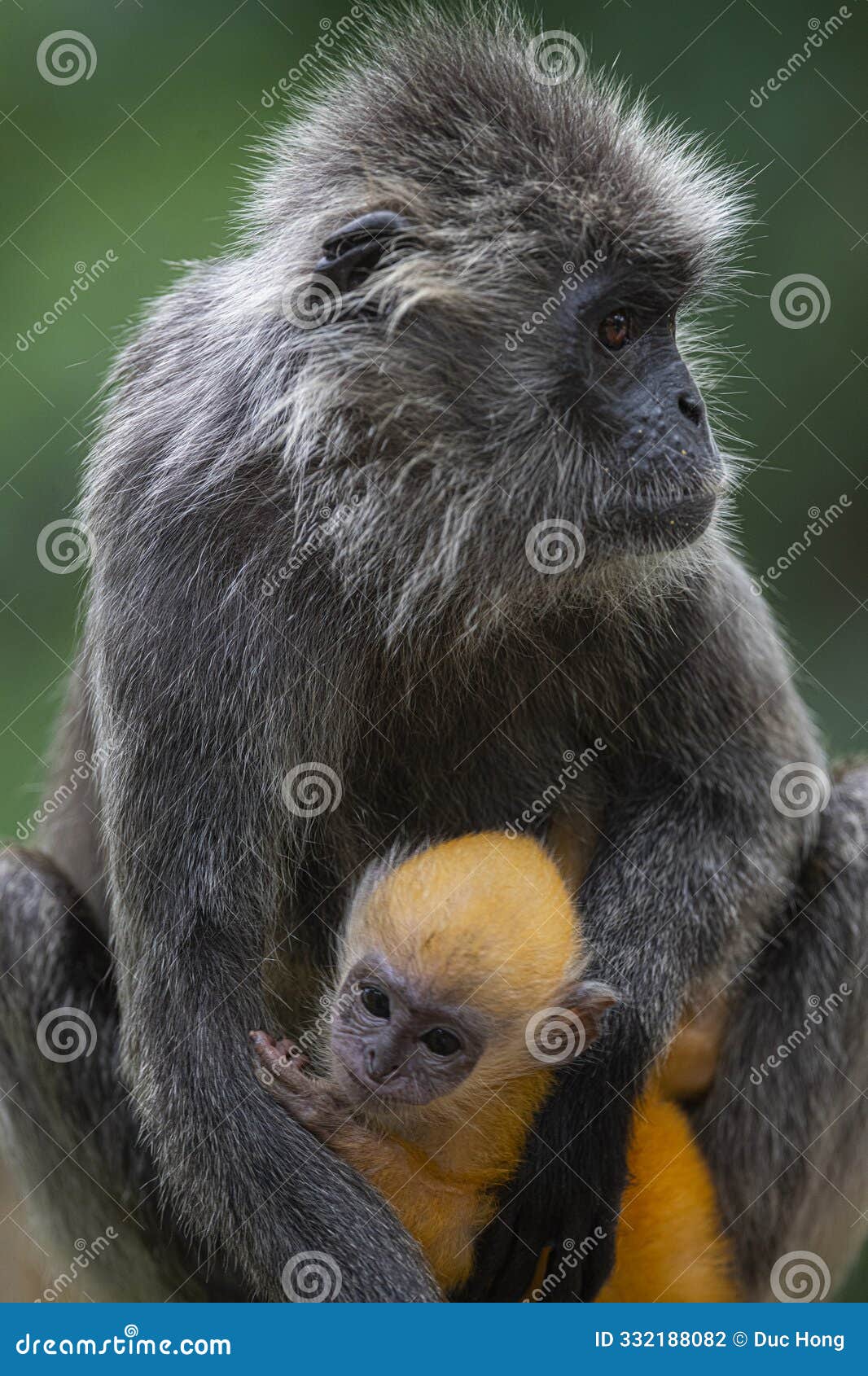 Mother and Baby Silver Langur (Trachypithecus Cristatus ...