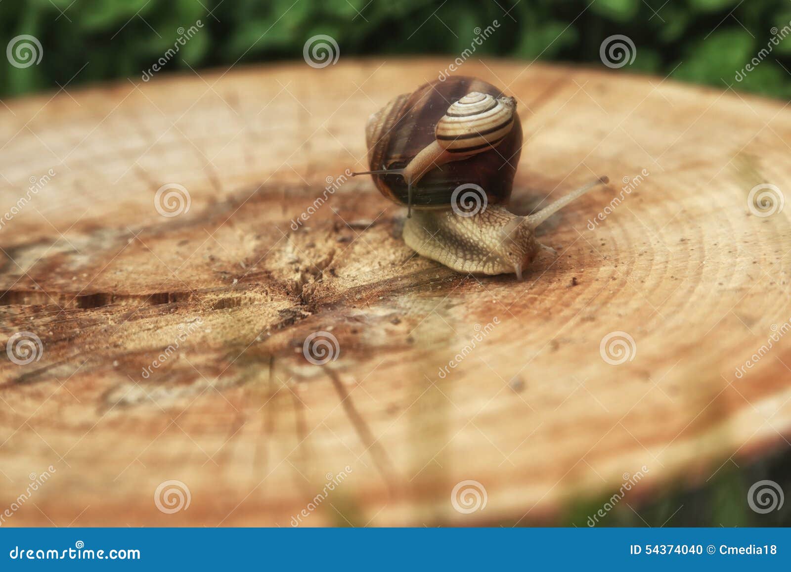 Mother and baby snail stock photo. Image of protecting - 54374040