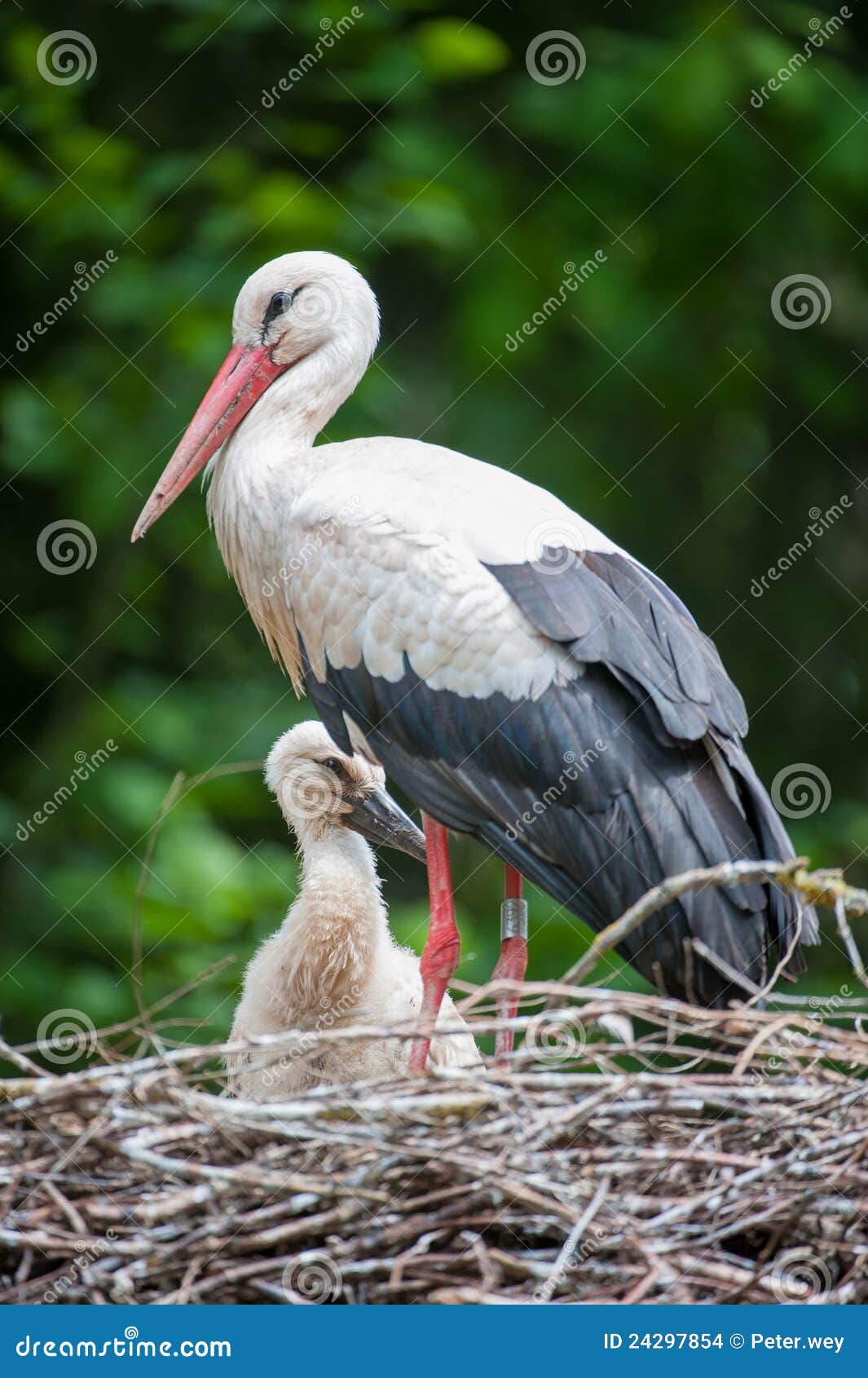 Mother and Baby Stork stock photo. Image of parents, wildlife - 24297854