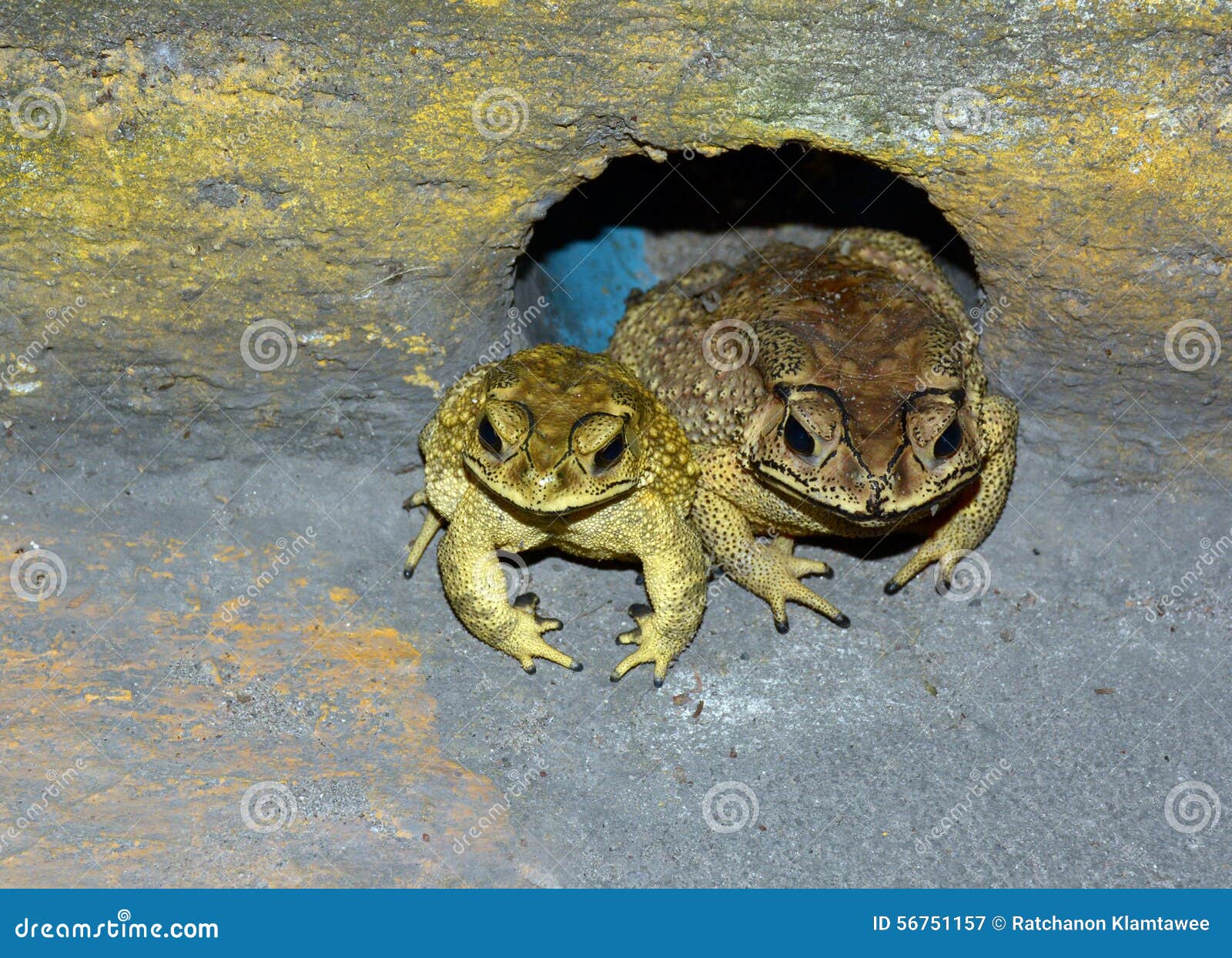 Mother and baby toads stock image. Image of spring, copulation - 56751157