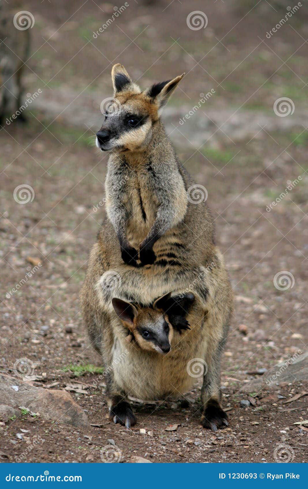 Mother and baby Wallaby stock image. Image of pouch, nature - 1230693