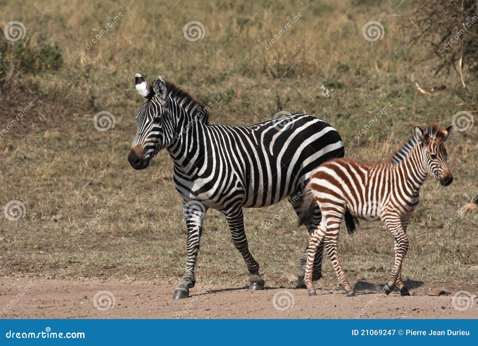 Mother and baby Zebras stock image. Image of tanzania - 21069247