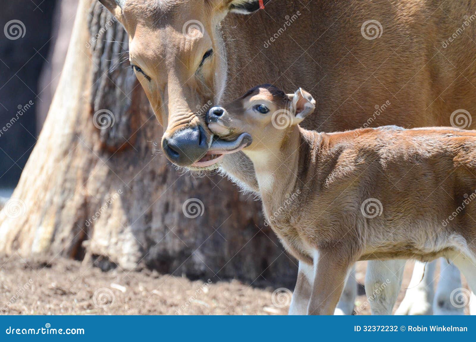 Mother banteng cleans baby stock photo. Image of banteng - 32372232