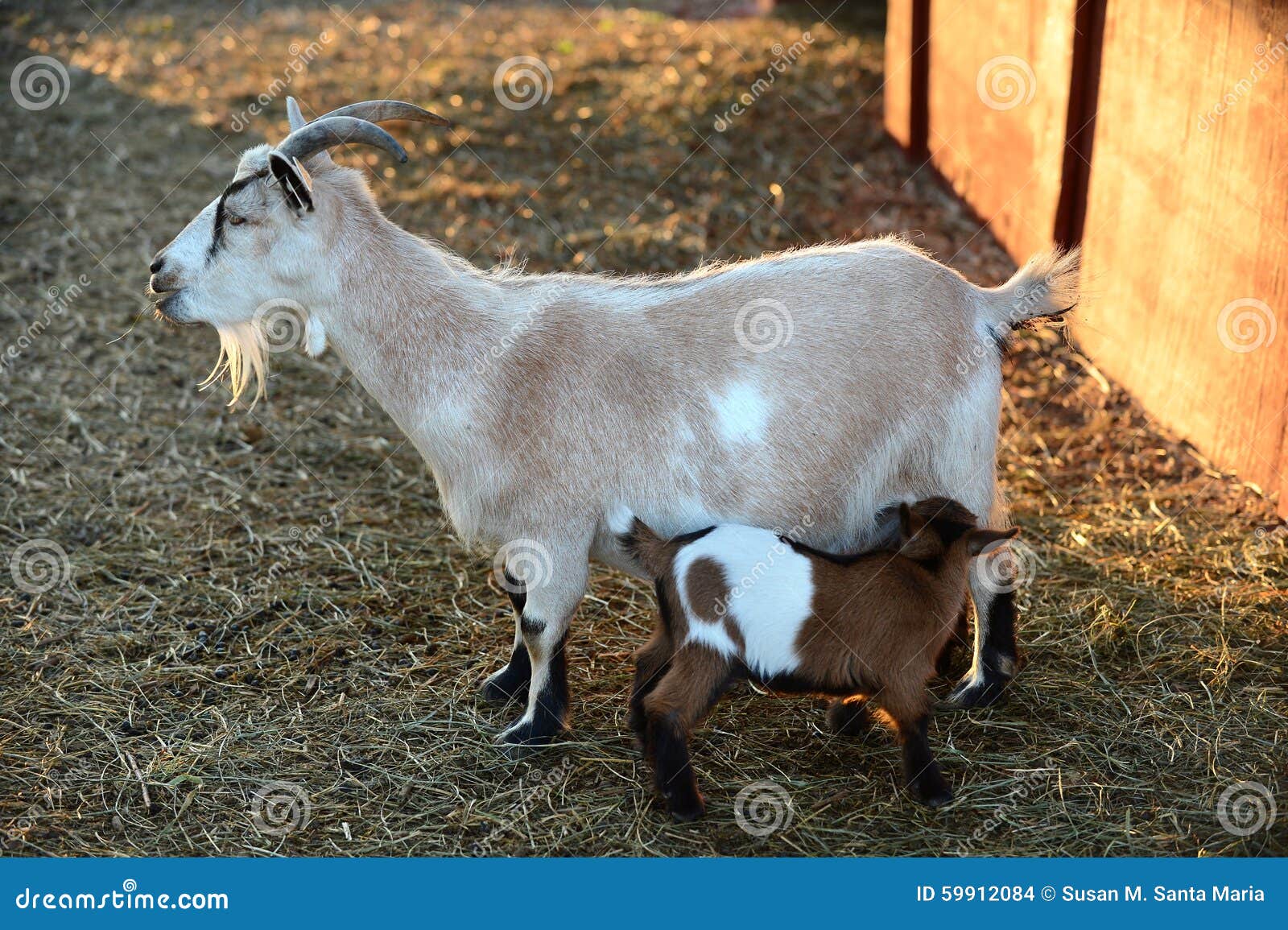 Mother Billy Goat with Kid stock photo. Image of billy - 59912084