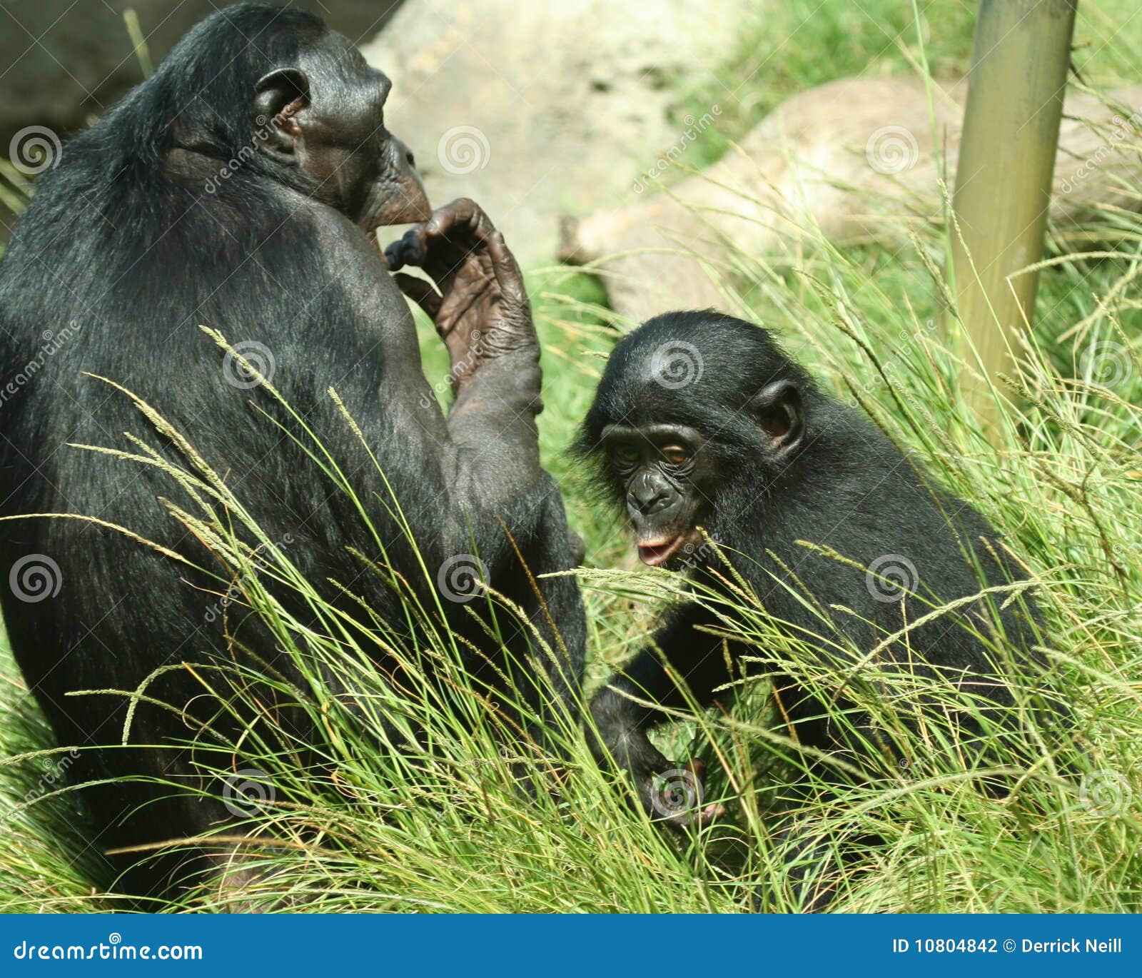 A Mother Bonobo and Her Baby Stock Photo - Image of bonobo, chimp: 10804842