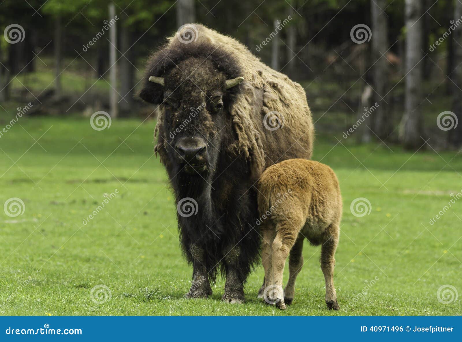 Mother Buffalo and Baby Calf Stock Photo - Image of large, mammal: 40971496