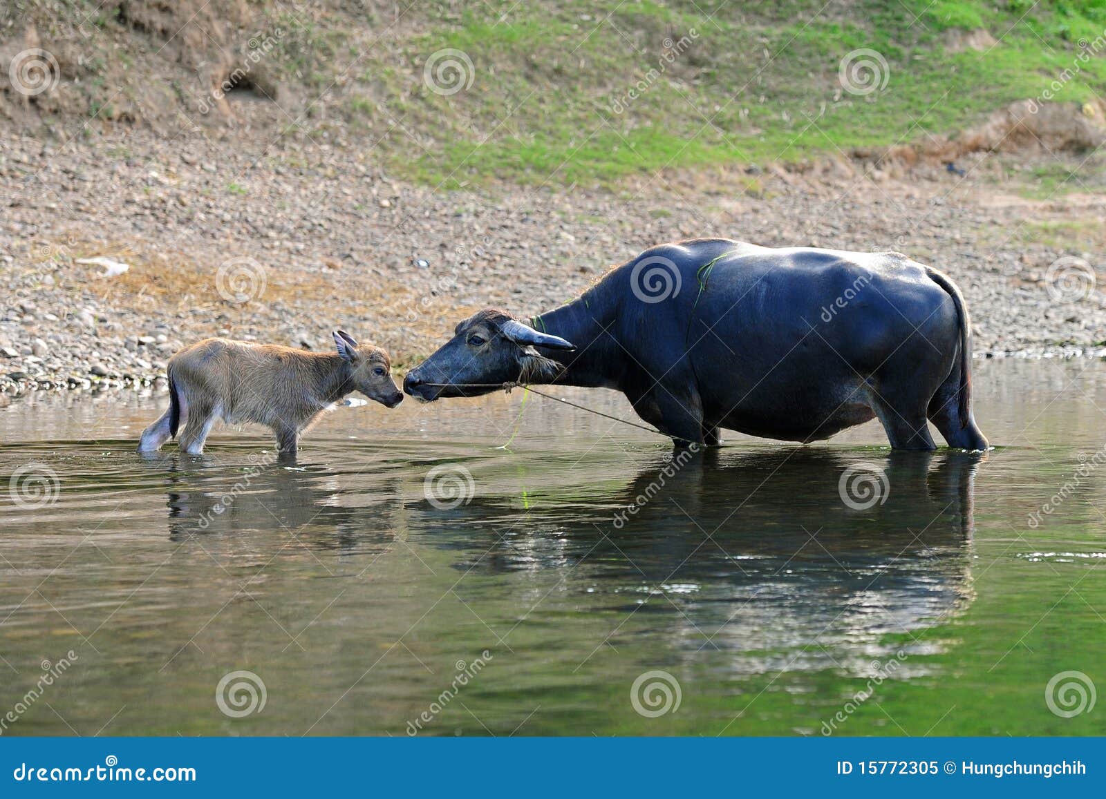 Mother Buffalo and Young Buffalo in the River Stock Image - Image of ...
