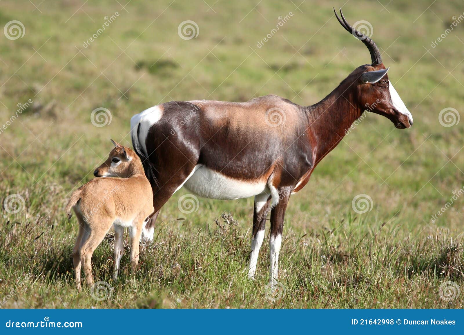 Bontebok Mother And Calf Standing In Fynbos Habitat Stock Photo ...