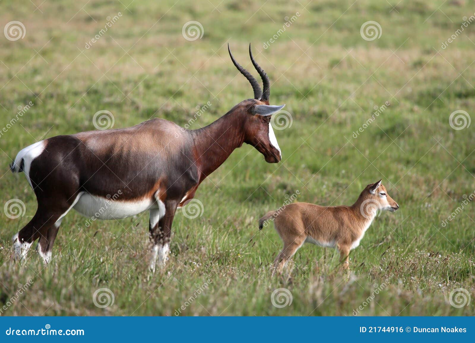 Bontebok Mother And Calf Standing In Fynbos Habitat Stock Photo ...