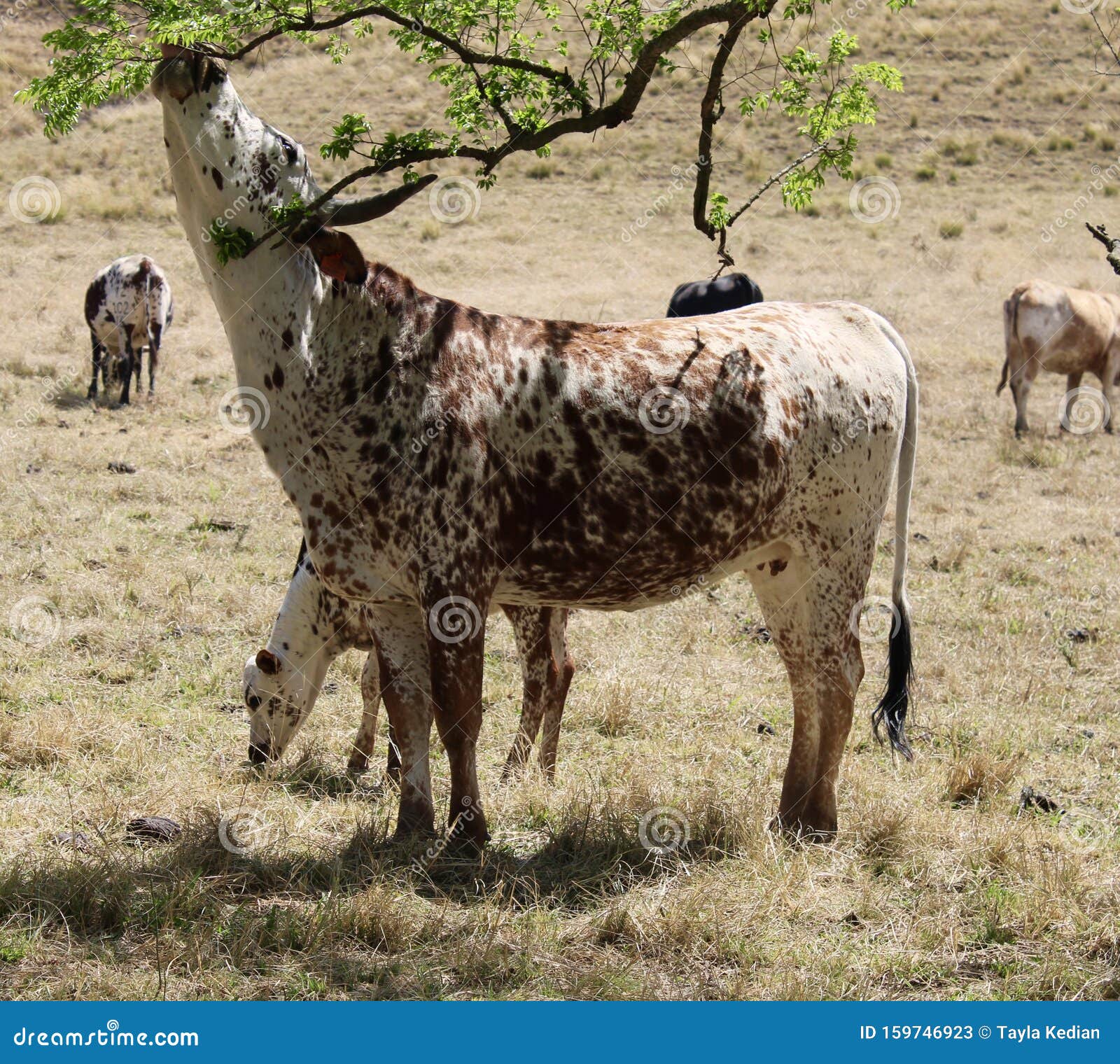 Nguni Cows stock image. Image of nguni, cows, calf, mother - 159746923