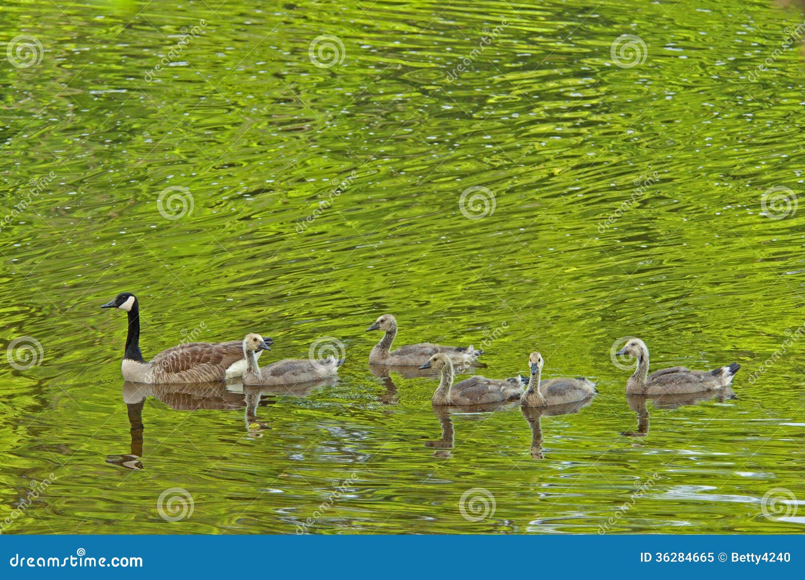 Mother Canada Goose and Babies on Green. Stock Image - Image of ...