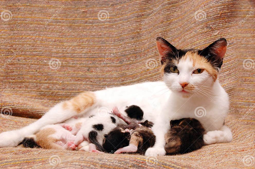 Mother cat and childrens stock image. Image of kitties - 972243