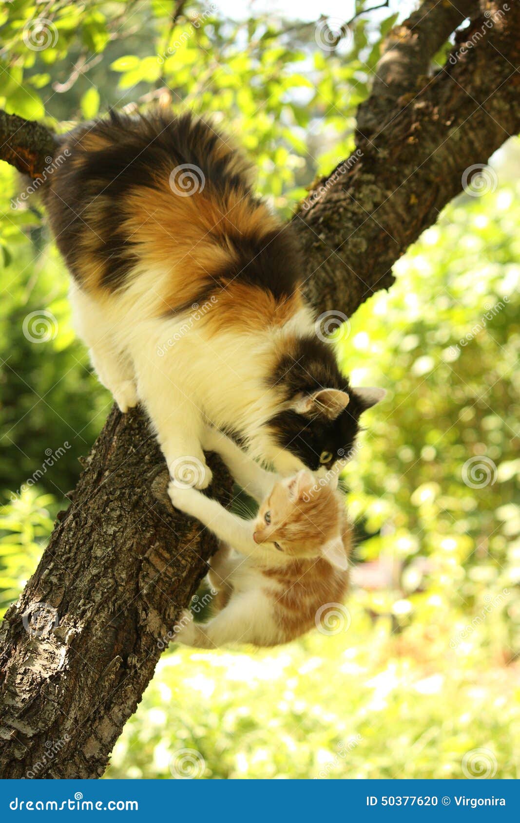 Mother Cat Climbing Cat with Her Kitten Stock Photo - Image of house ...