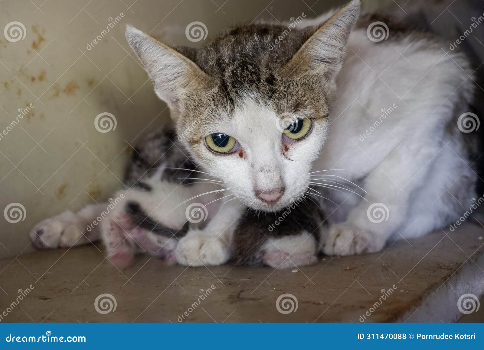 A Mother Cat is Eyes Protect Her Young from Danger Stock Photo - Image ...
