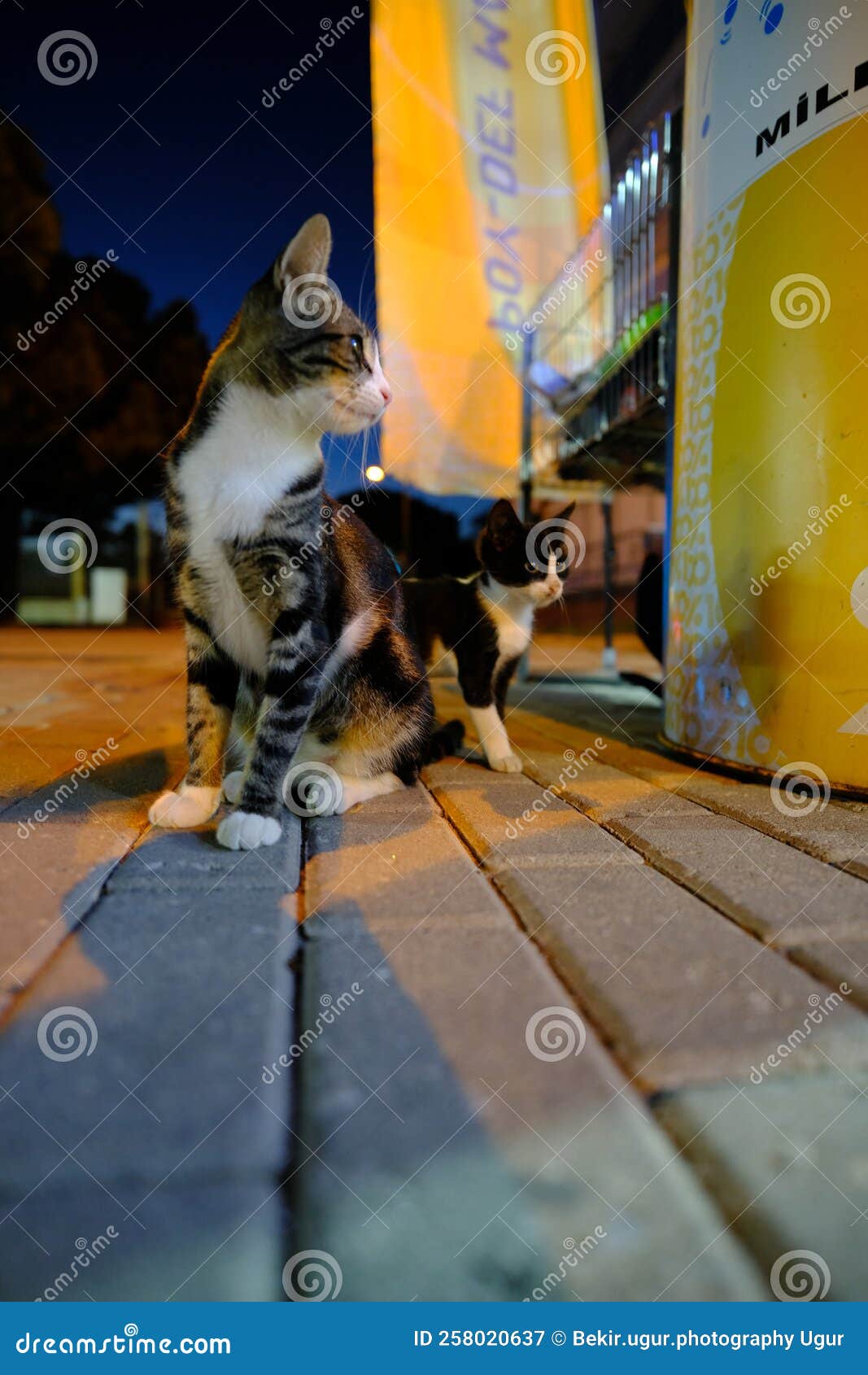 Mother Cat and Her Kittens stock image. Image of kittens - 258020637