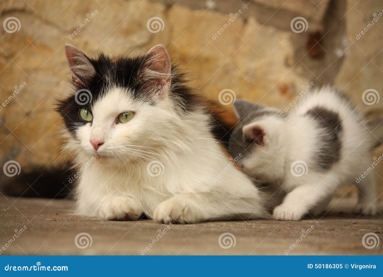 Mother Cat and Her Kittens Resting Together Stock Image - Image of ...