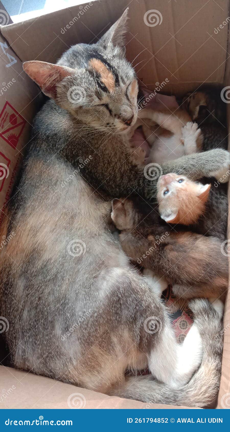 Mother Cat with Her Kittens Sleeping Soundly Editorial Photography ...